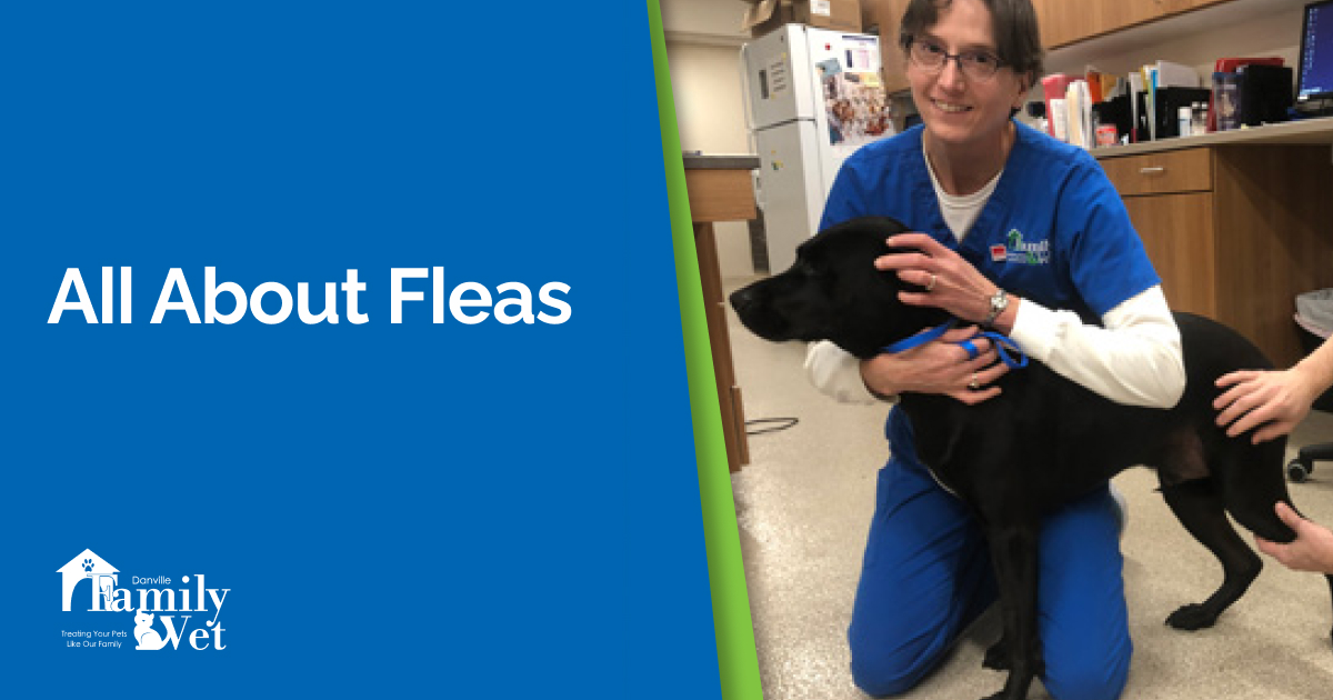 All About Fleas | Danville Family Vet