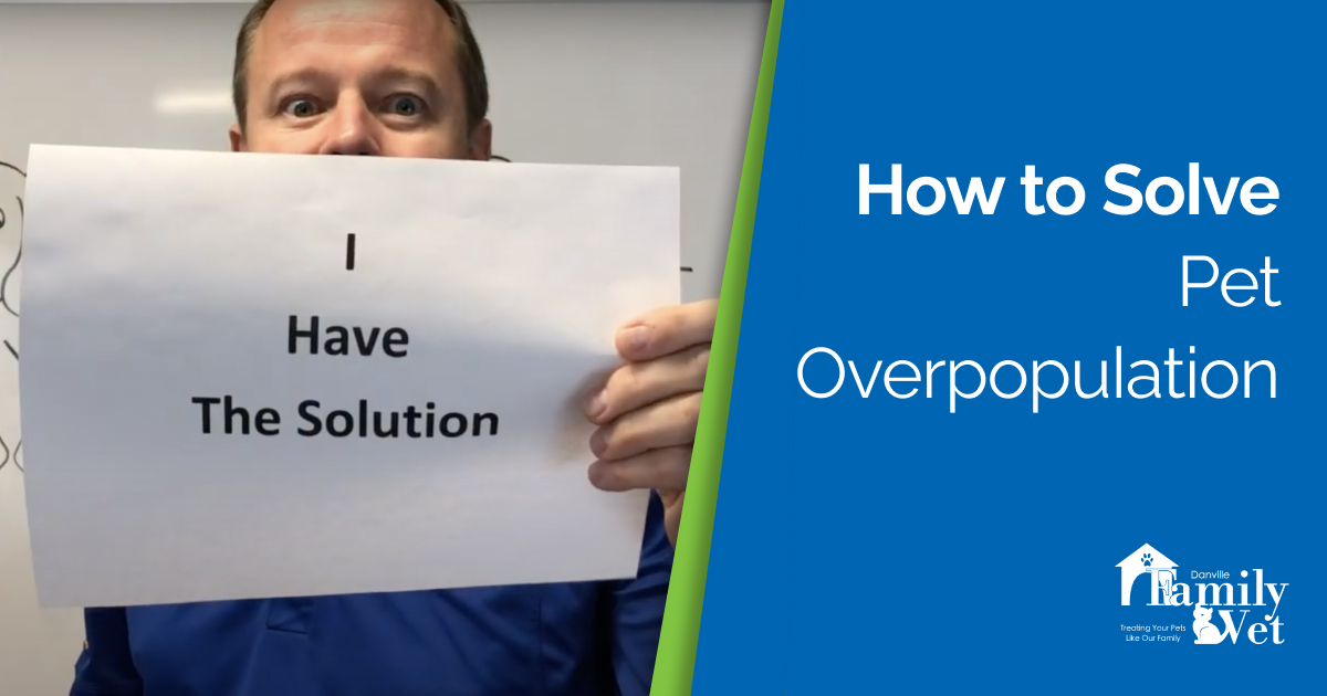 How to Solve Pet Overpopulation | Danville Family Vet