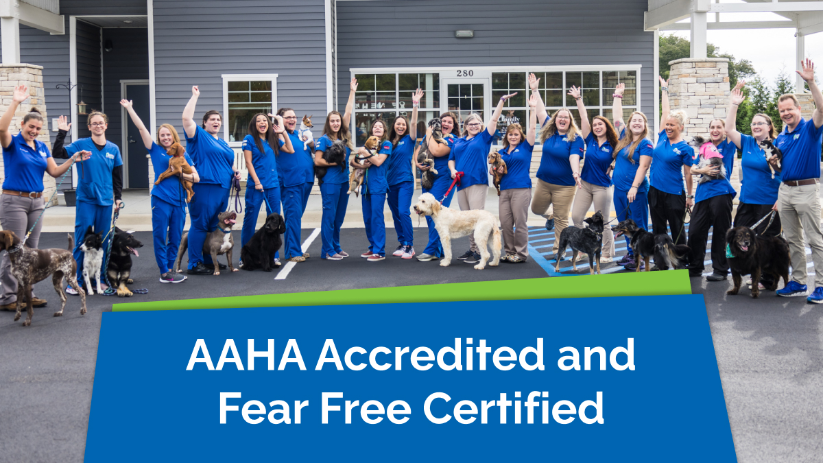AAHA Accredited and Fear Free Certified | Family Vet